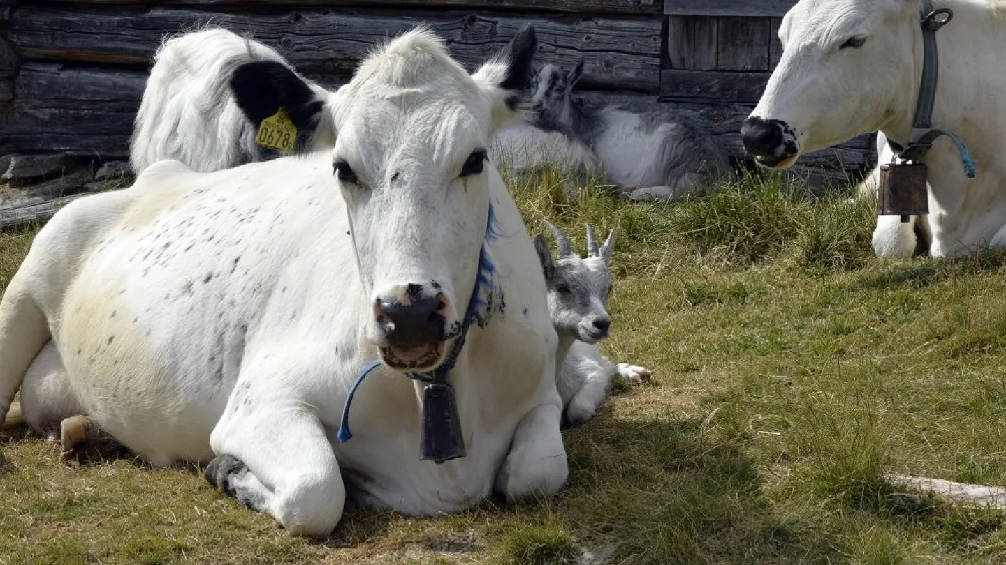 Foskdalsvallen pasture | Visit Dalarna