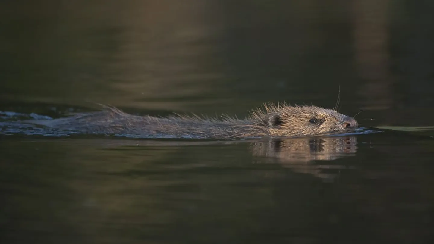 Beaver safari in Sweden - A real nature experience | Visit Dalarna